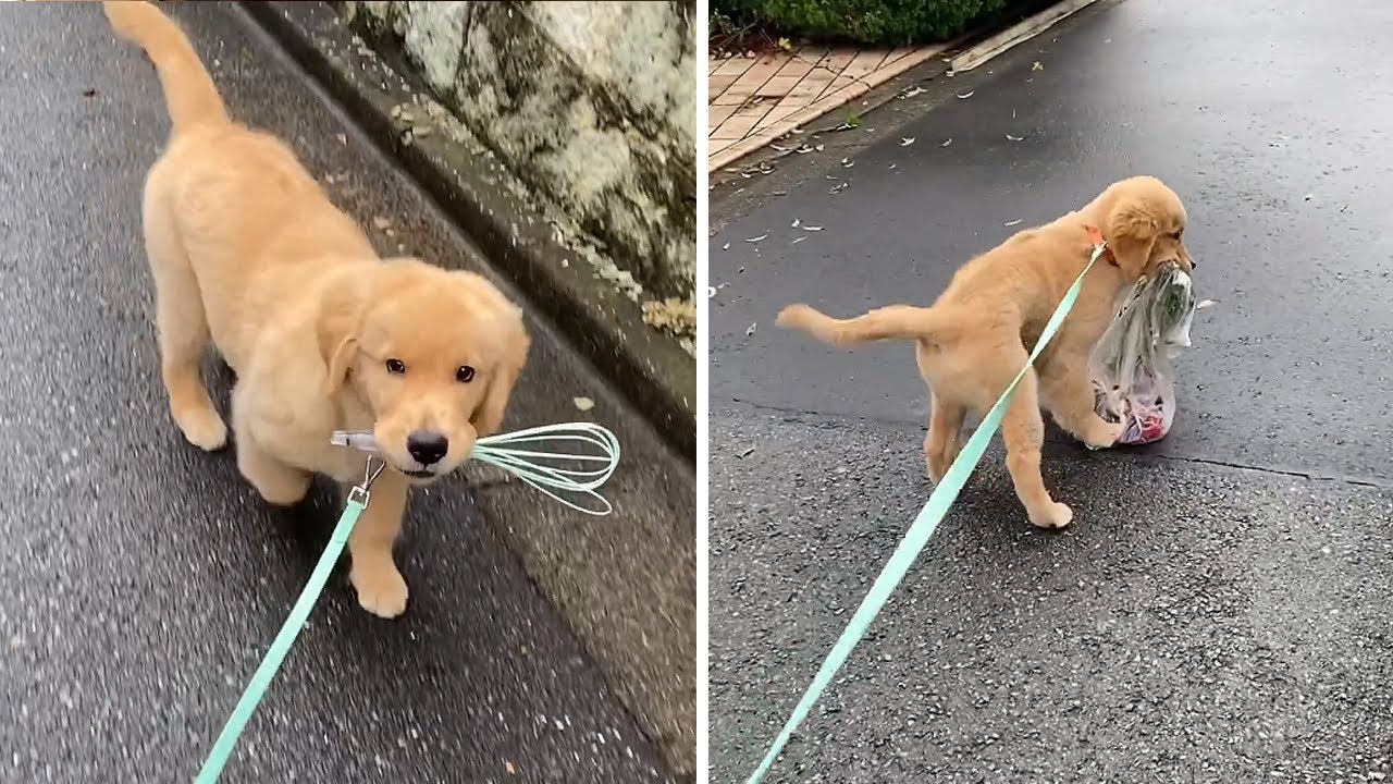 Golden Retriever puppy takes random things with him on walks #shorts ...