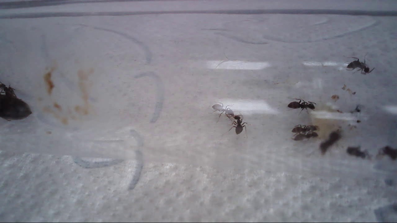 Lasius Niger Colony: Please enjoy and relax watching them - YouTube