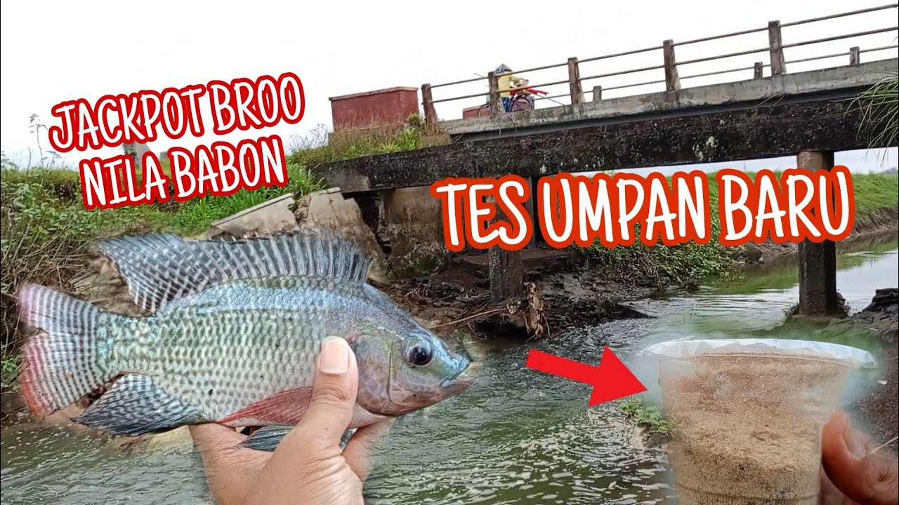 MANCING DI AIR JERNIH PAKE UMPAN INI TERNYATA JOOS GANDOS - YouTube