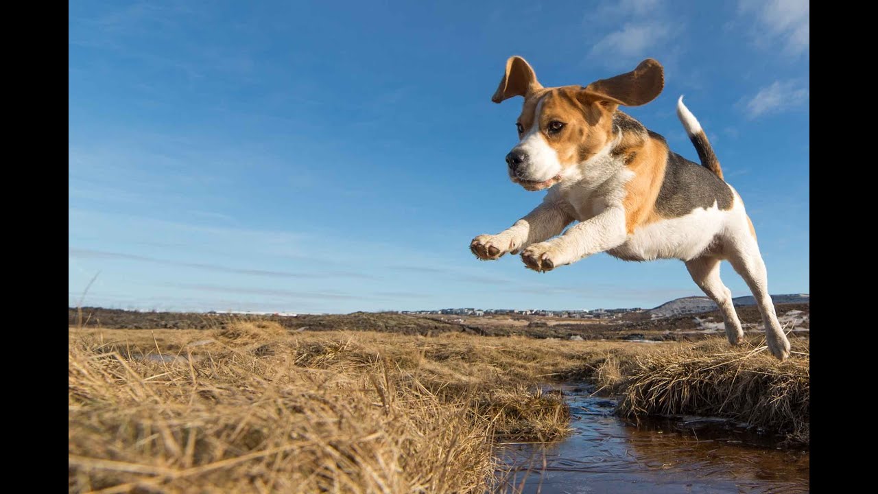 How to Animate a dog using reference | Steff Parker | Griffin Animation ...