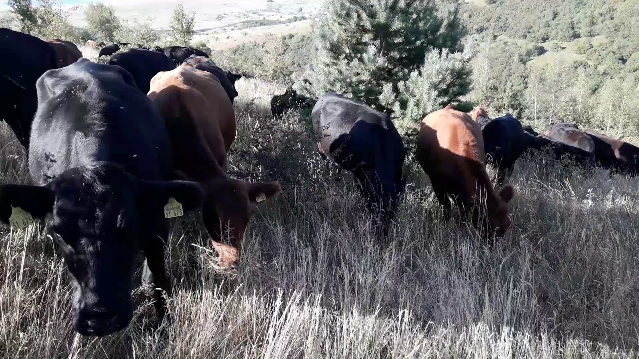 Angus cattle in free grazing Angus goveda na slobodnoj ispaši - YouTube