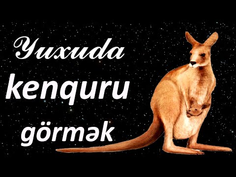 Yuxuda kenquru görmək ☾✵ Qısa Yuxuyozma