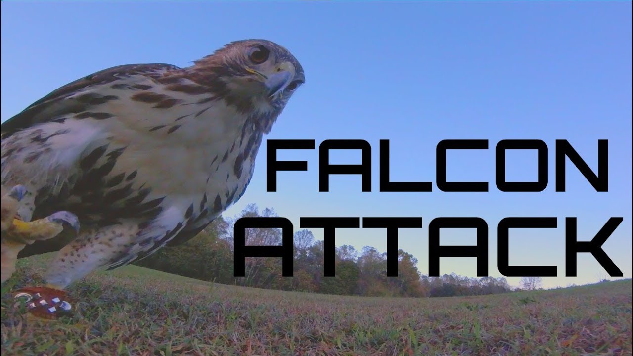 Falcon attack - YouTube