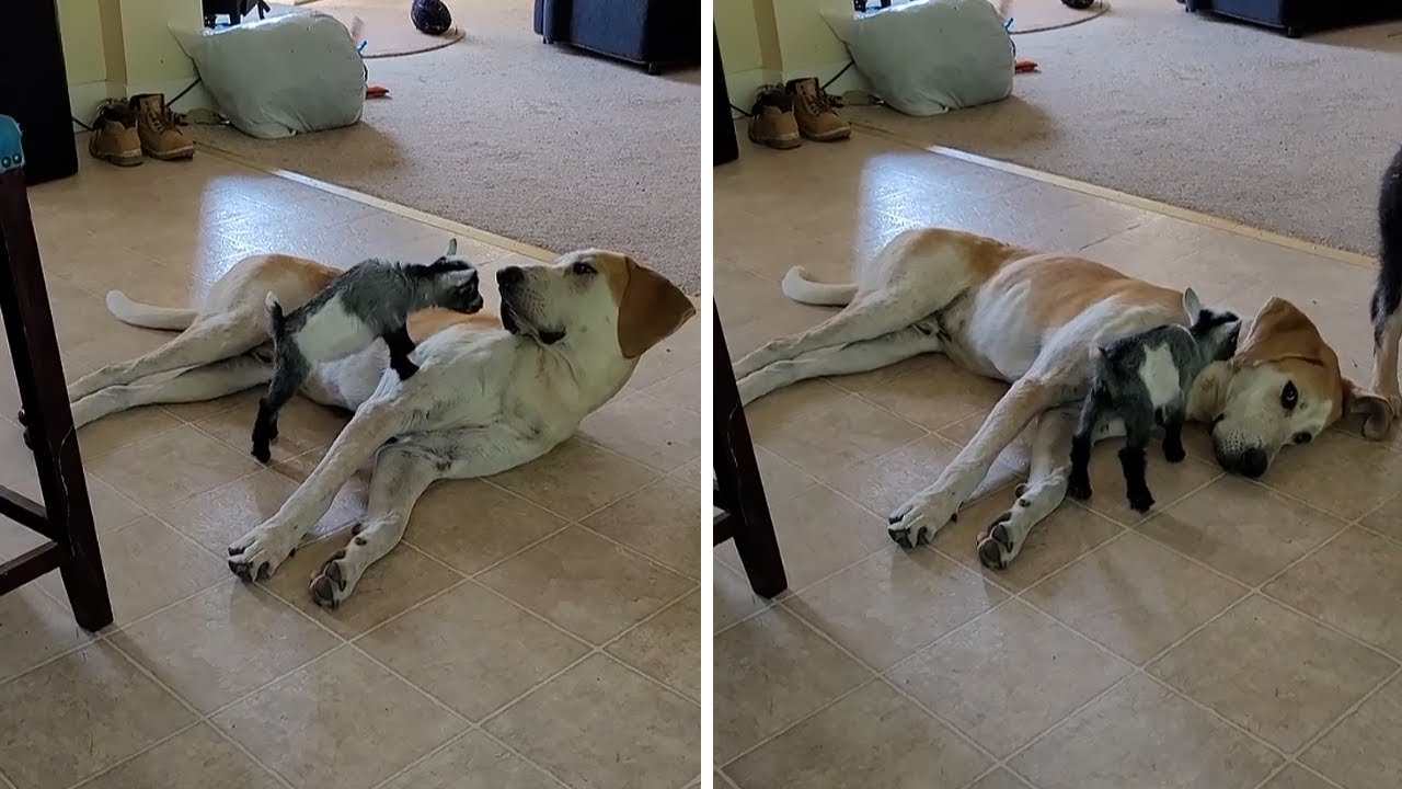 Baby goat uses patient doggy as its personal playground - YouTube