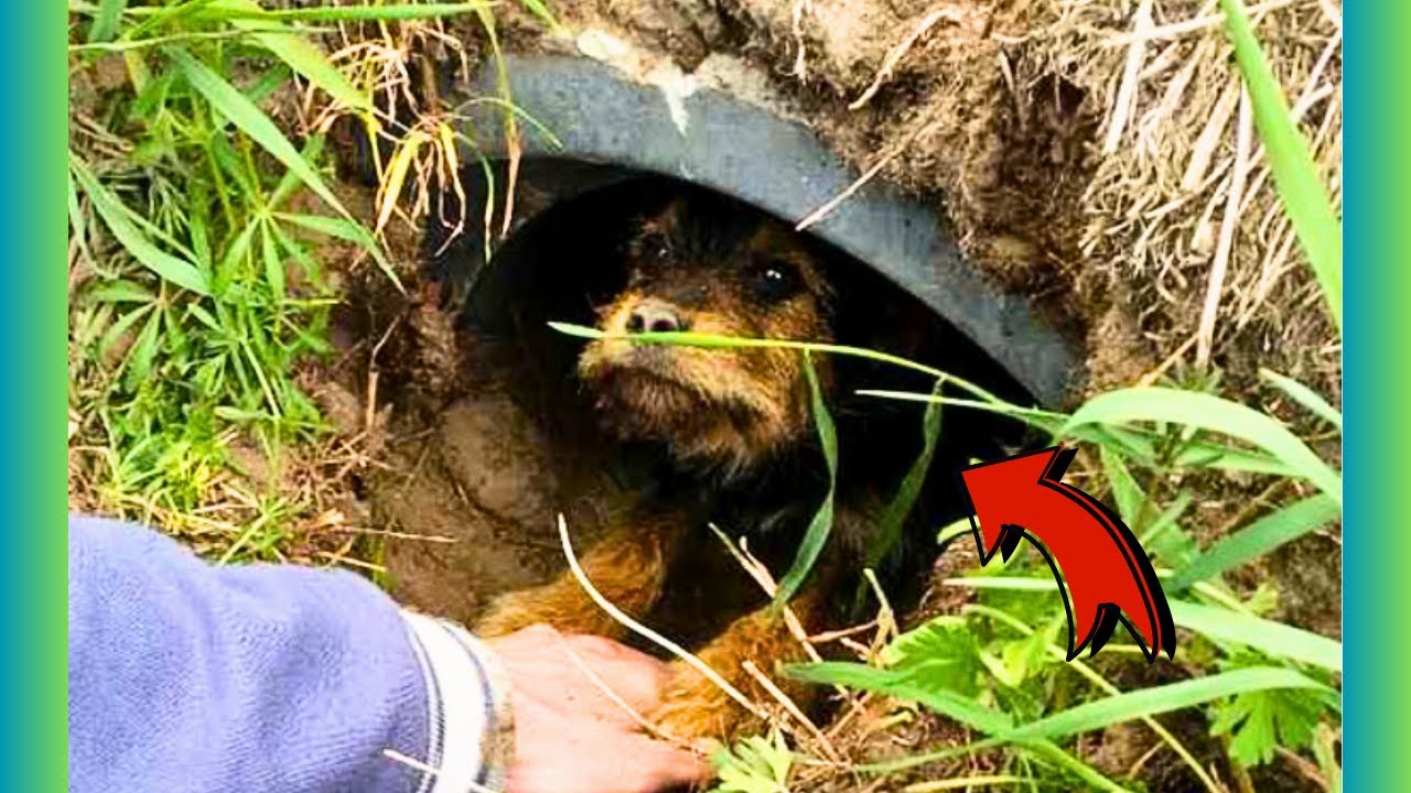 A Couple Notices Someone Peeking out from a Ditch and Discovers ...