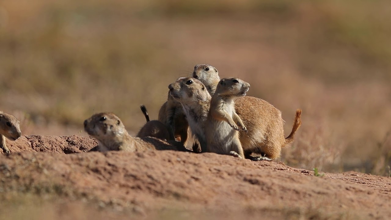 prairie dog family - YouTube