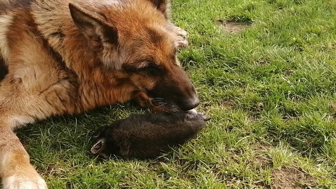 15-year-old German Shepherd Dog eating his whole prey rabbit - YouTube