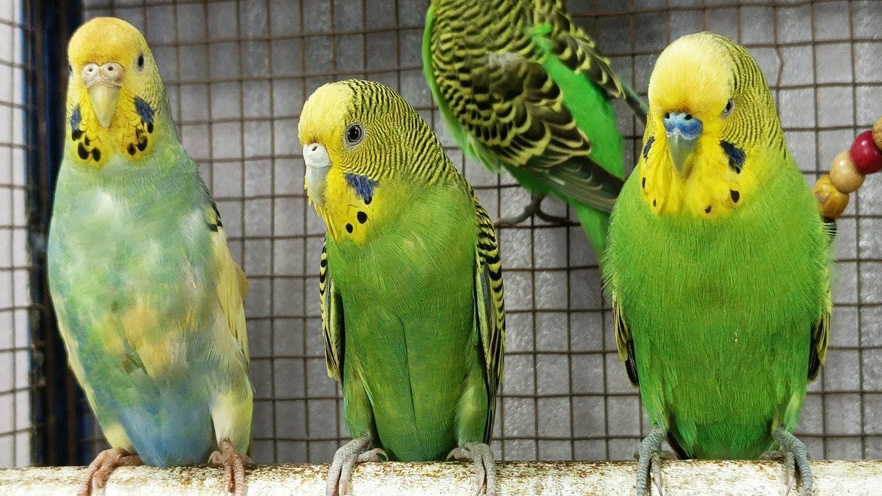 Over 10 Hours of Budgies Playing, Singing and Talking in their Aviary ...