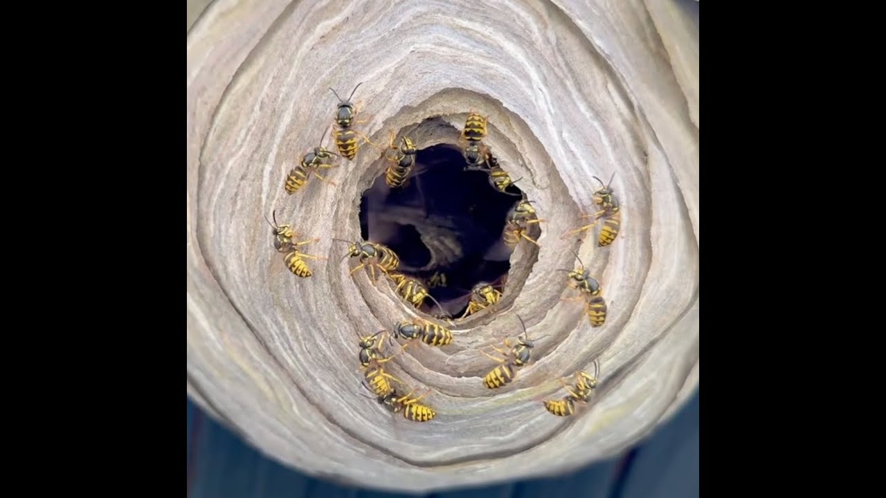Check out these Yellow Jackets keeping their nest cool! - YouTube