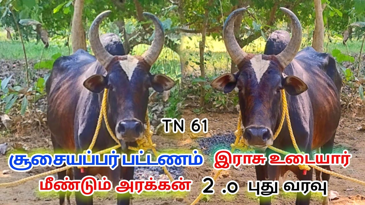 TN 61 சூசையப்பர் பட்டணம் இராசு உடையார் மீண்டும் அரக்கன் 2 . o புது வரவு ...