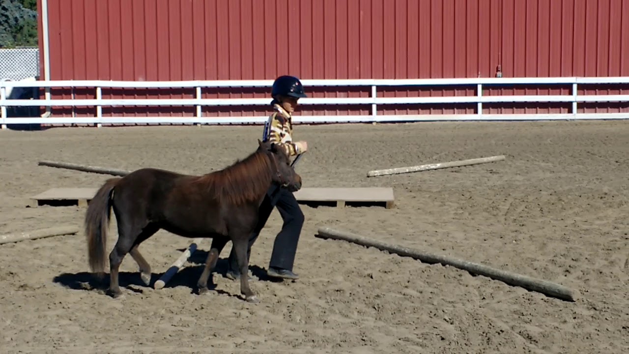 2018 09 23 Class 37 In Hand Trail Mini A I & A - YouTube