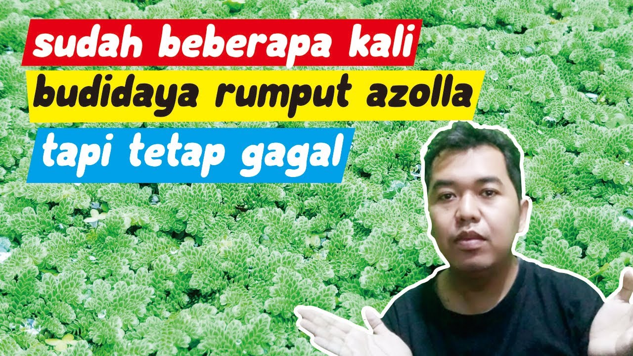 sudah beberapa kali budidaya rumput azolla, tapi tetap gagal, ini yang ...