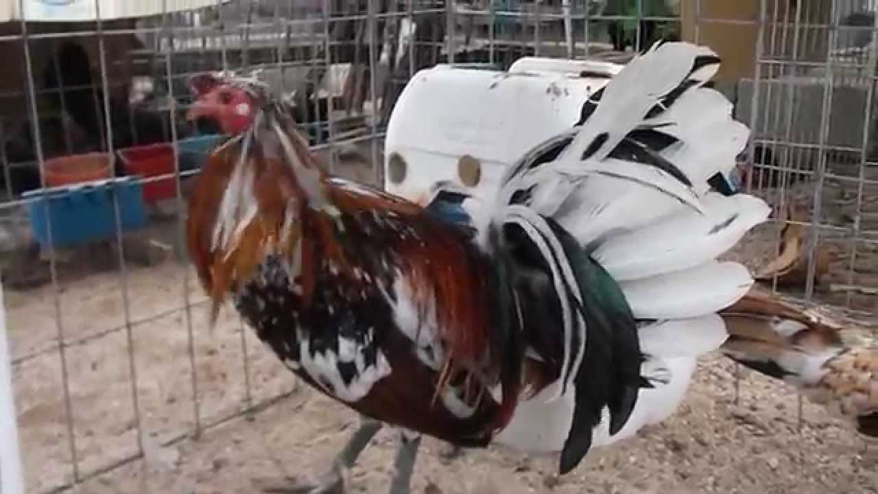 GALLO RAY HOSKINS PINTO - YouTube