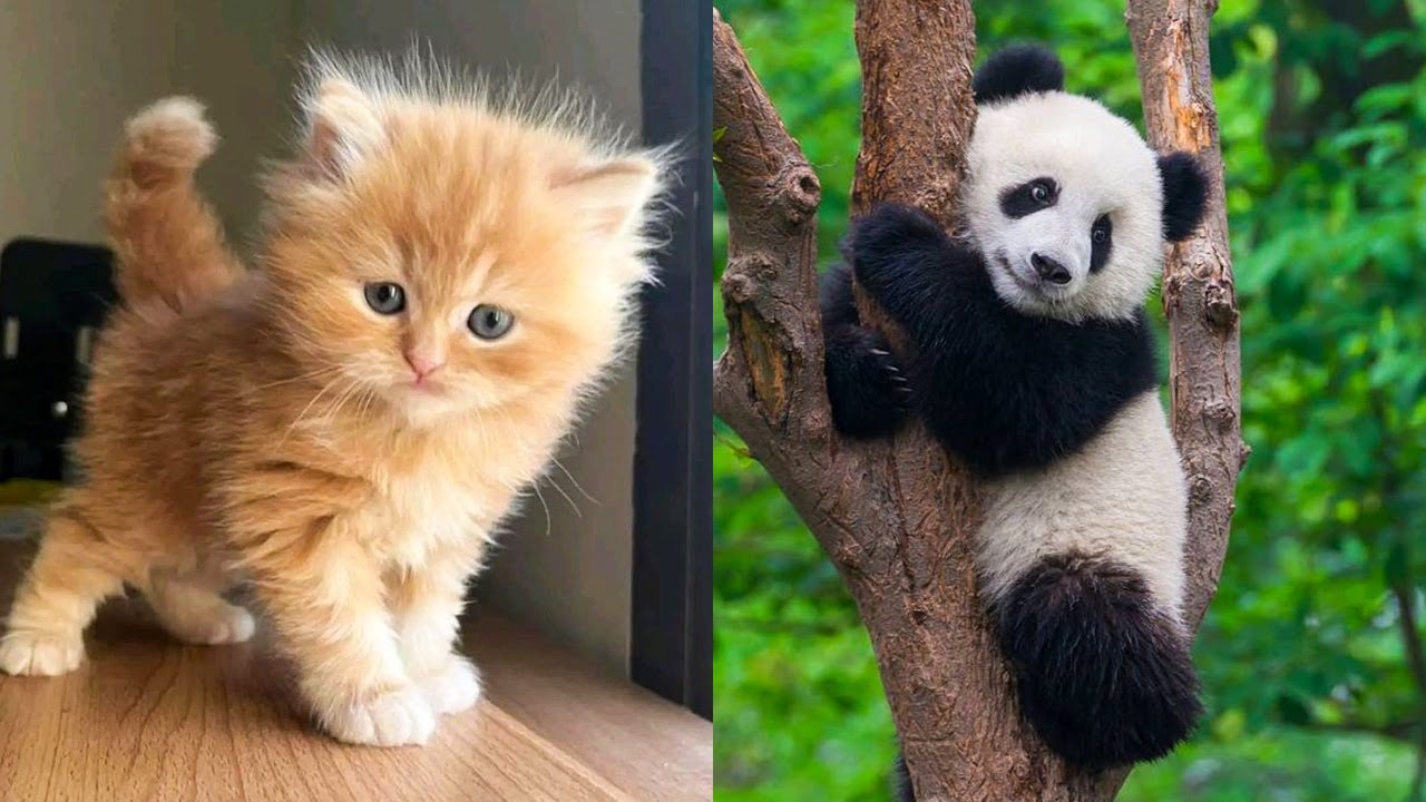 Cutest baby animals Videos Compilation Cute moment of the Animals ...