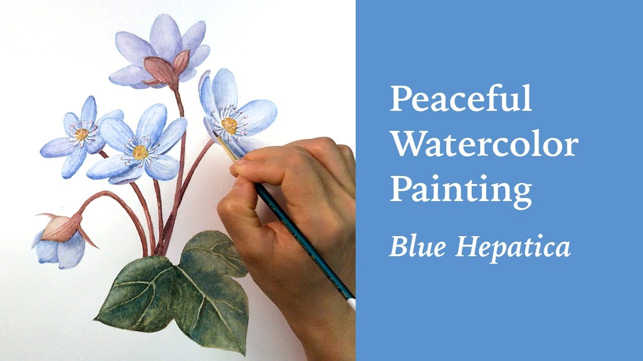 Relaxing Watercolor Painting Time Lapse: Vintage Style Blue Hepatica ...