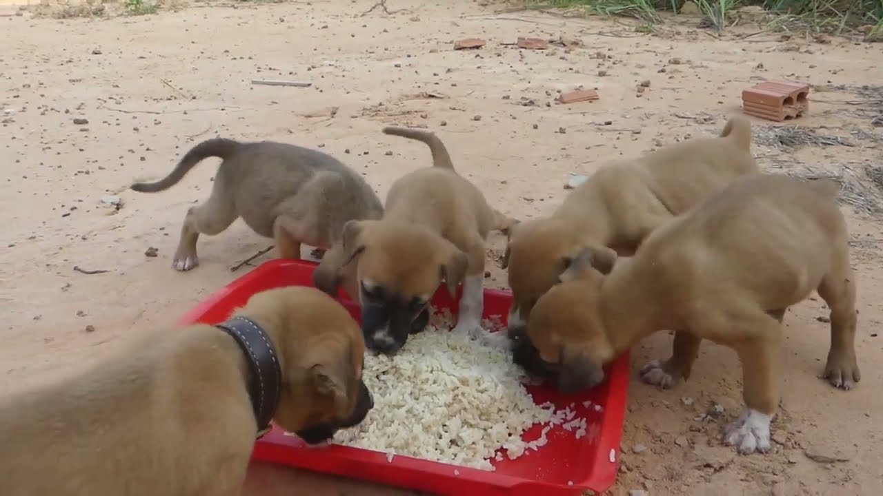 Top 10 amazing video feeding poor puppies, LoLo's family, cute puppies ...