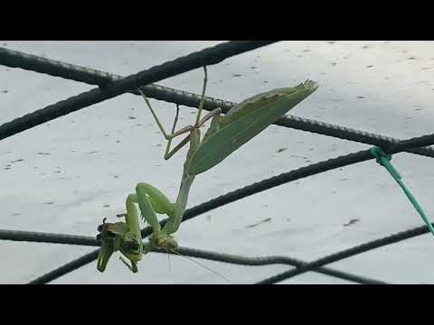 Bahçenizde peygamber devesi mi buldunuz? Neden iyiye işaret? praying mantis