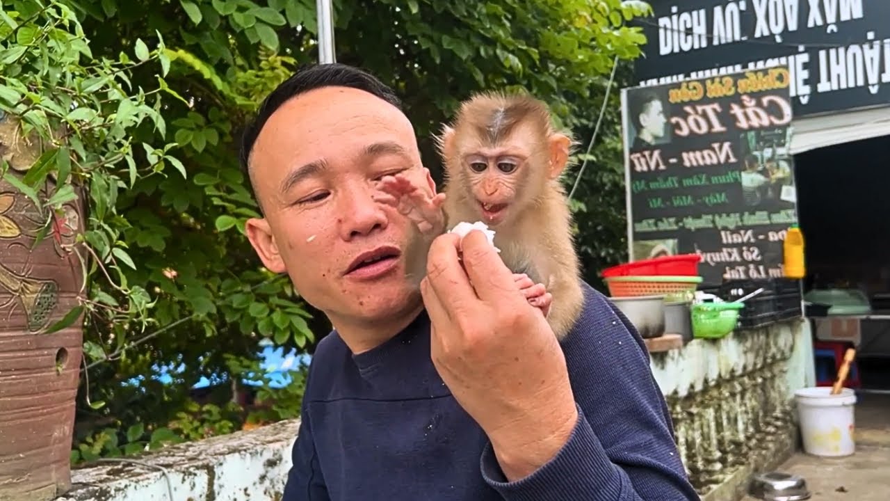 kebi, New idea for homemade spring rolls from little monkey Kebi and ...