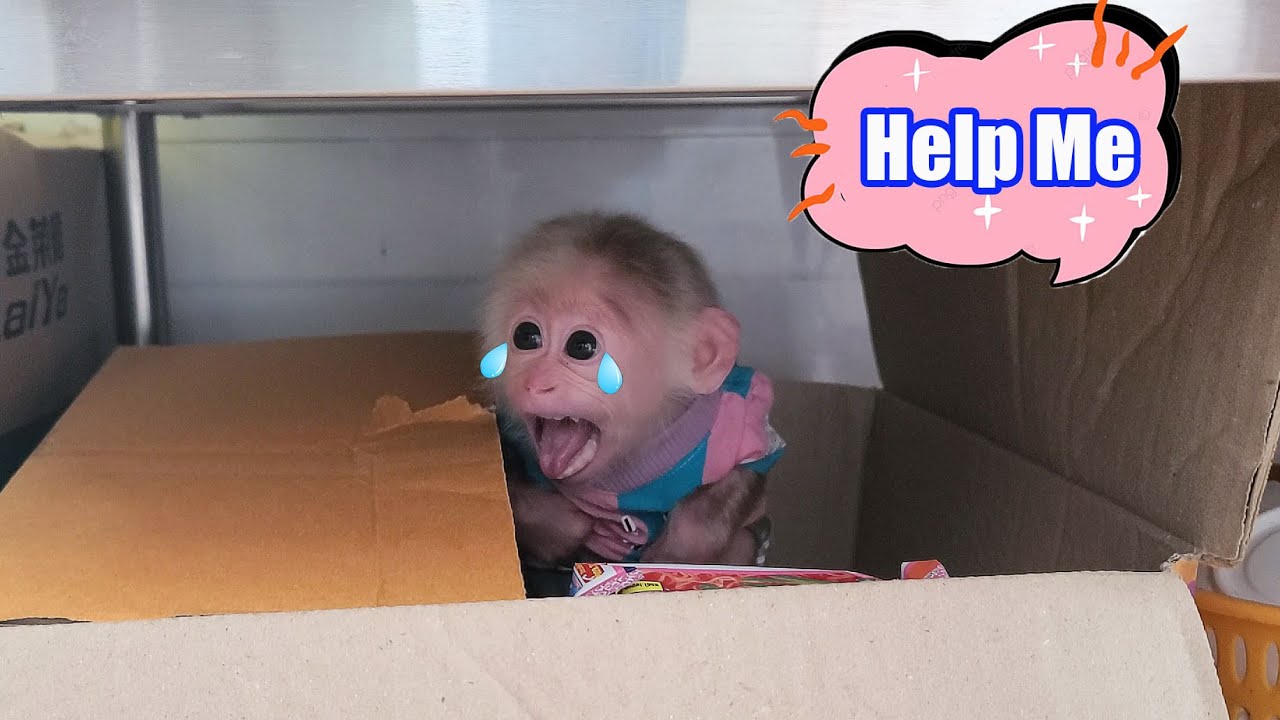 Monkey David was hungry and secretly stole Mom's instant noodles - YouTube