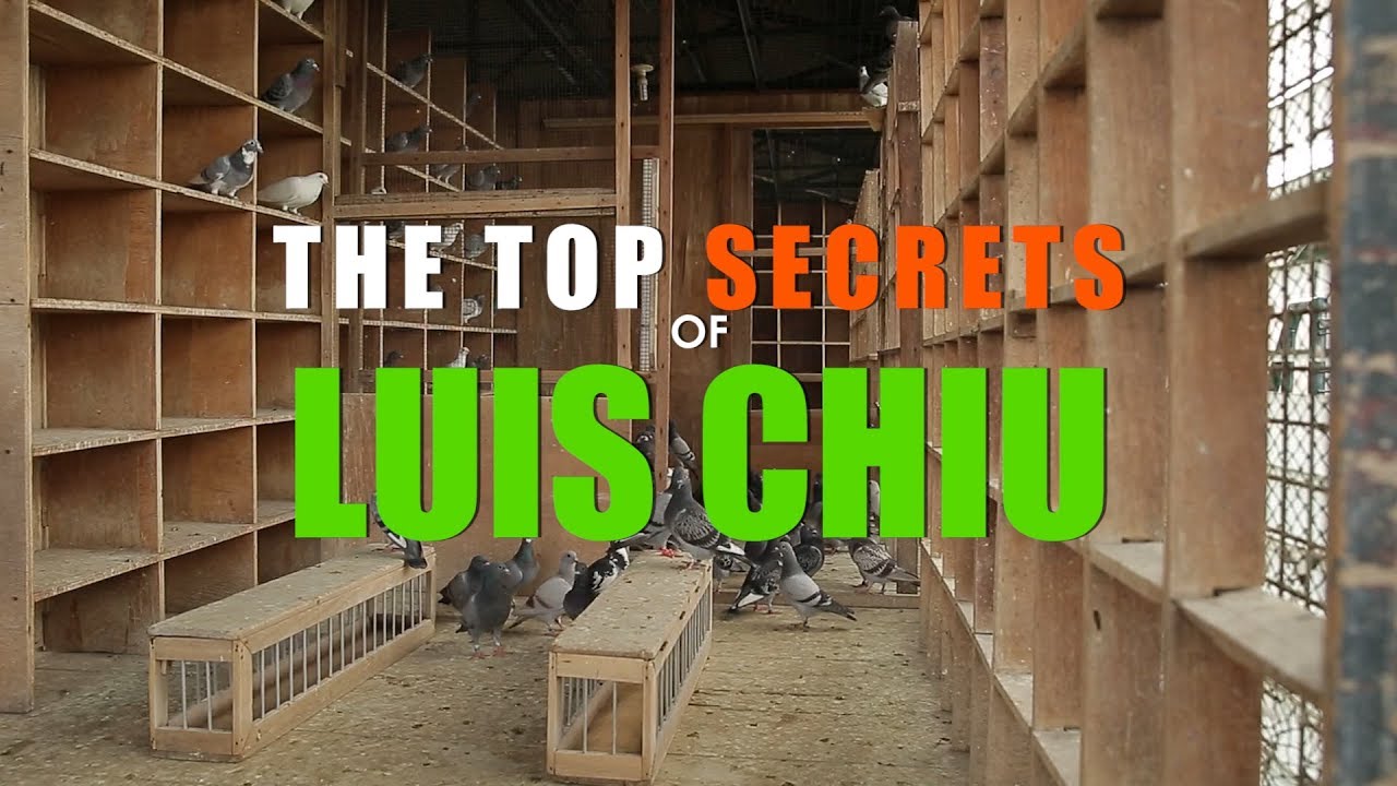 Top Secrets of Luis Chiu in Pigeon Racing in the Philippines - YouTube