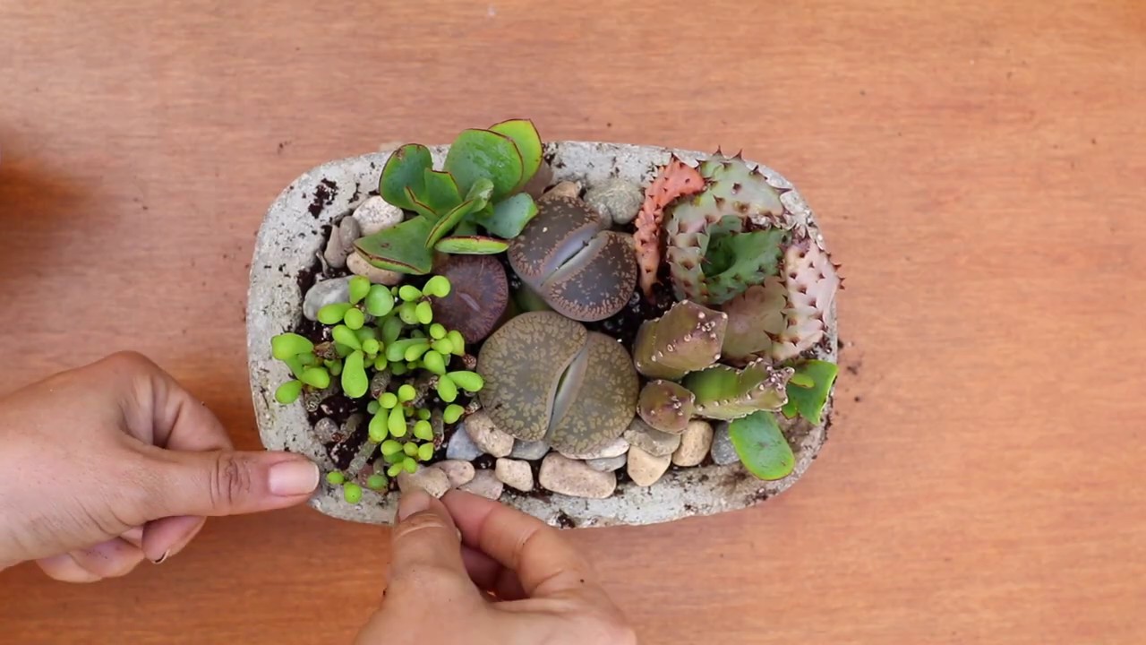 Lithop Arrangement👽 - YouTube