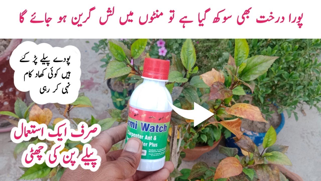 Why plants are drying and how to save them | Podon k patte pille hone ...