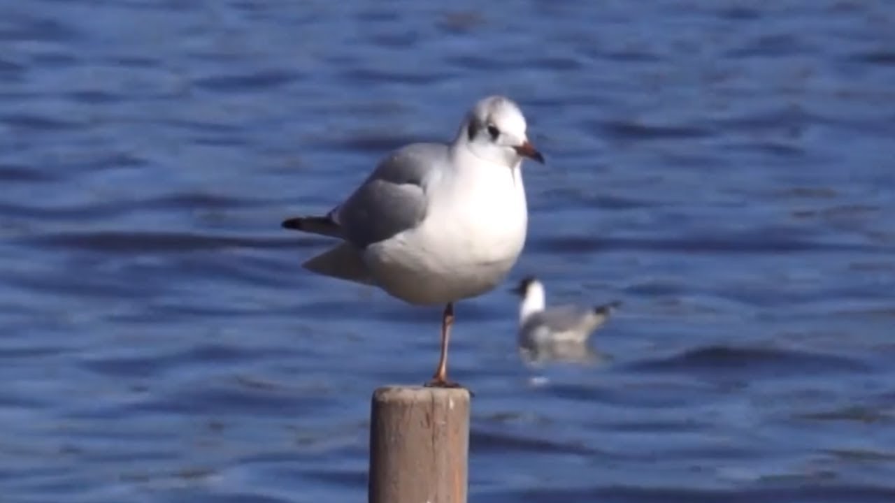 Bird standing on one leg at Lake Starnberg - YouTube