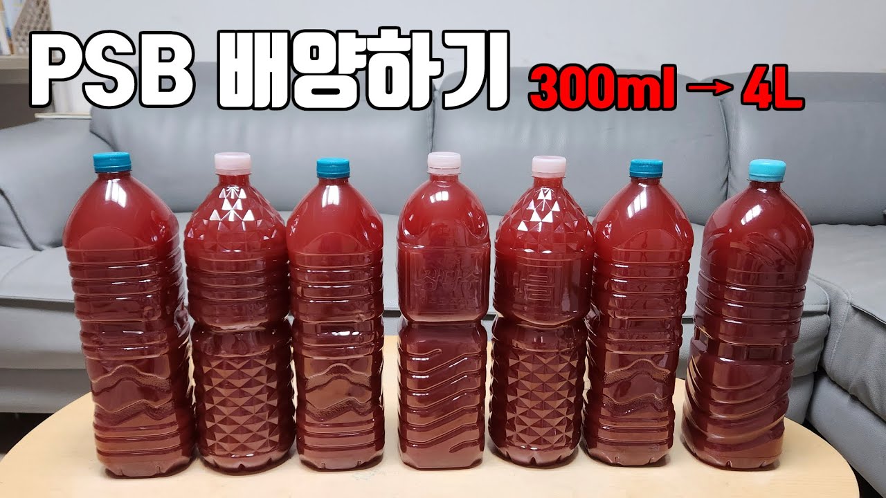 광합성세균 PSB 배양하기 How to make PSB (PhotoSynthesis Bacteria) - YouTube