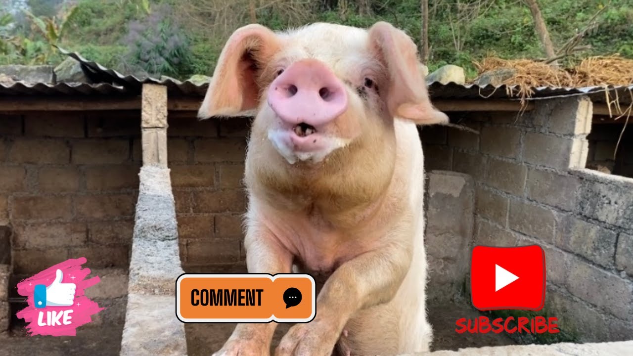 Bangur Palan | Pig feed | Homemade Pig feed recipe | Niraj Rana - YouTube