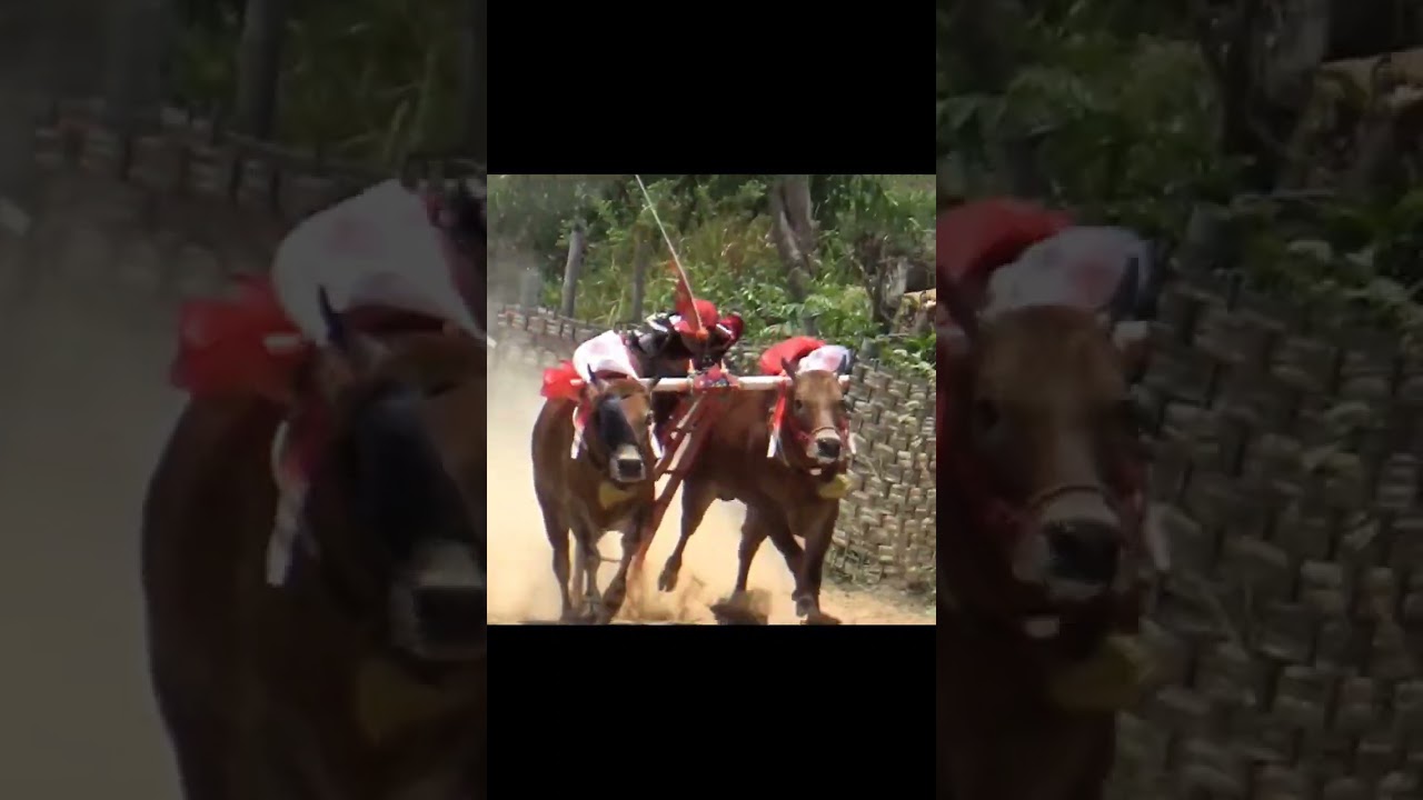 Kerapan Sapi Sapu Jagat Feat Mega Bintang. - YouTube