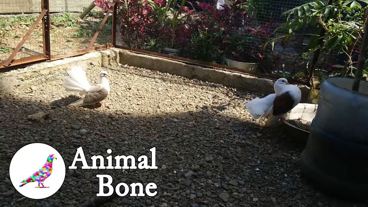 12 Most Beautiful Pigeons In The World - The Dodo - Beautiful Dove ...