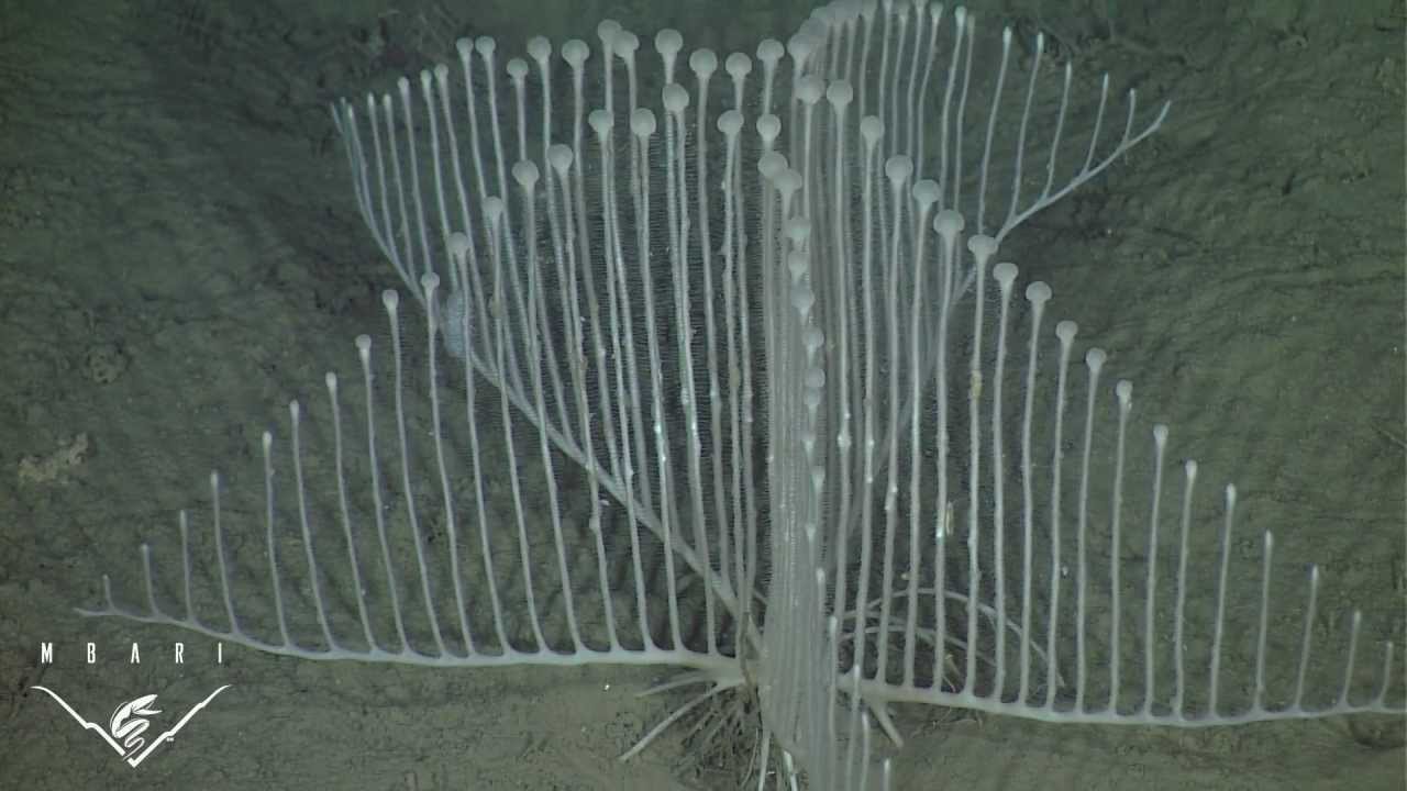 The harp sponge: an extraordinary new species of carnivorous sponge ...