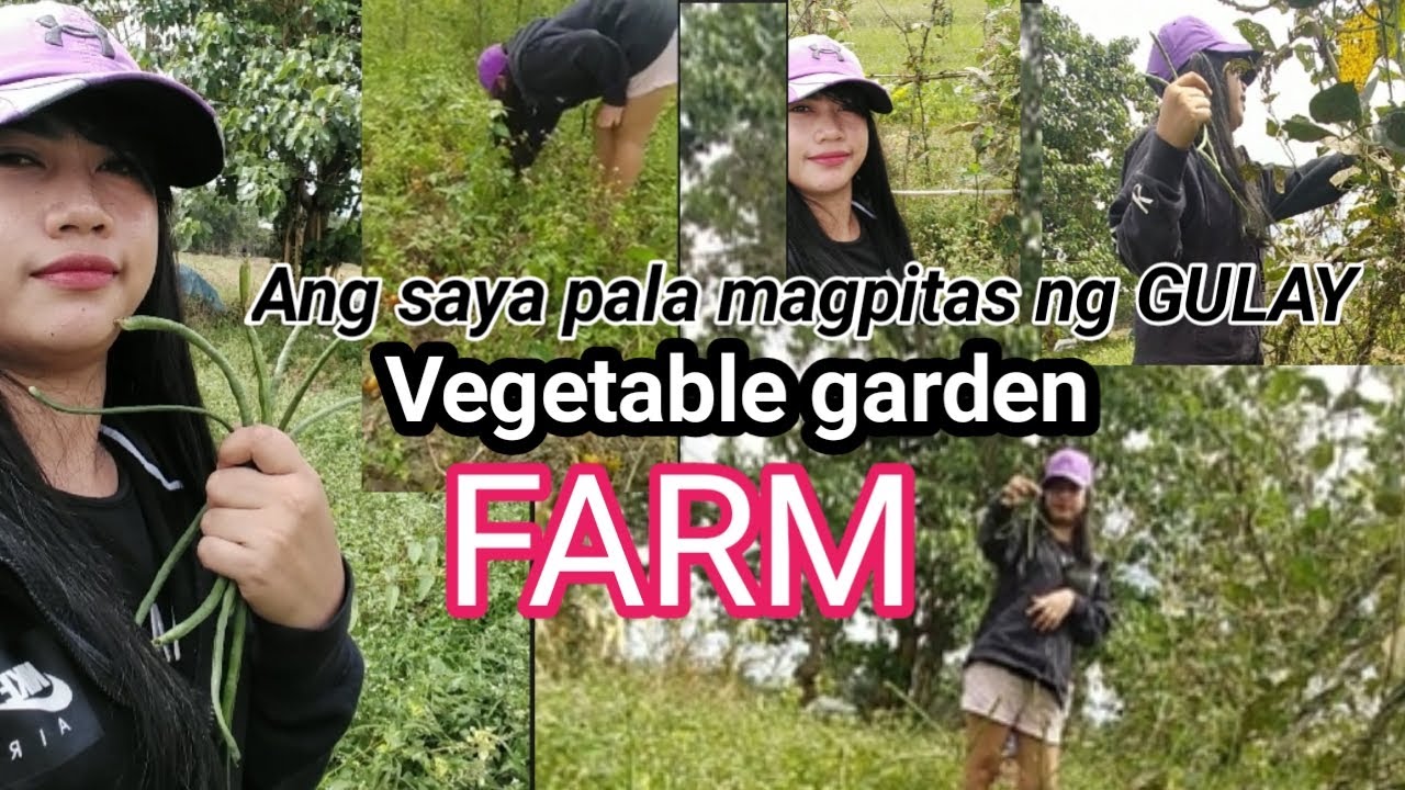 GULAY |Harvesting | Farm | harvest vegetable at farm | honeymae carbon ...