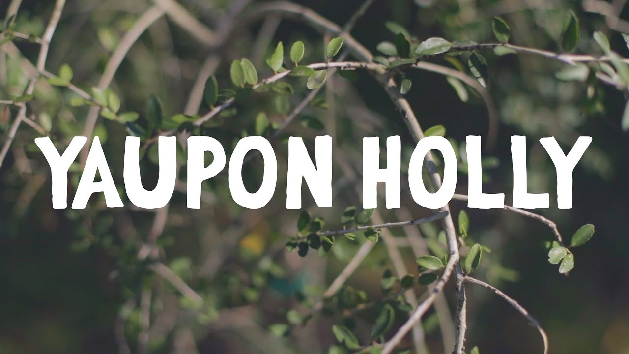 How to Grow ~ Yaupon Holly - YouTube