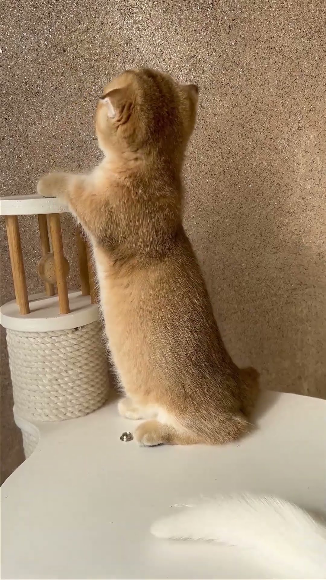 A very beautiful golden munchkin kitten #shorts#munchkinkitten# ...