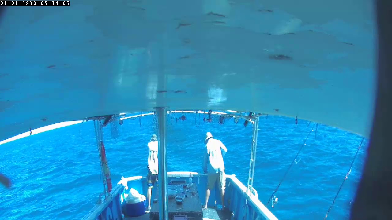 Bruzer - Shark Twister - YouTube