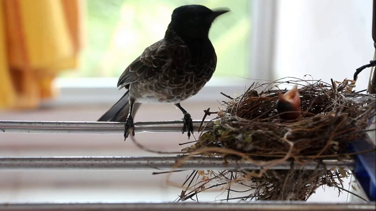 කොන්ඩ කුරුල්ලා [Konda kurulla] / Red-vented Bulbul (Pycnonotus cafer ...