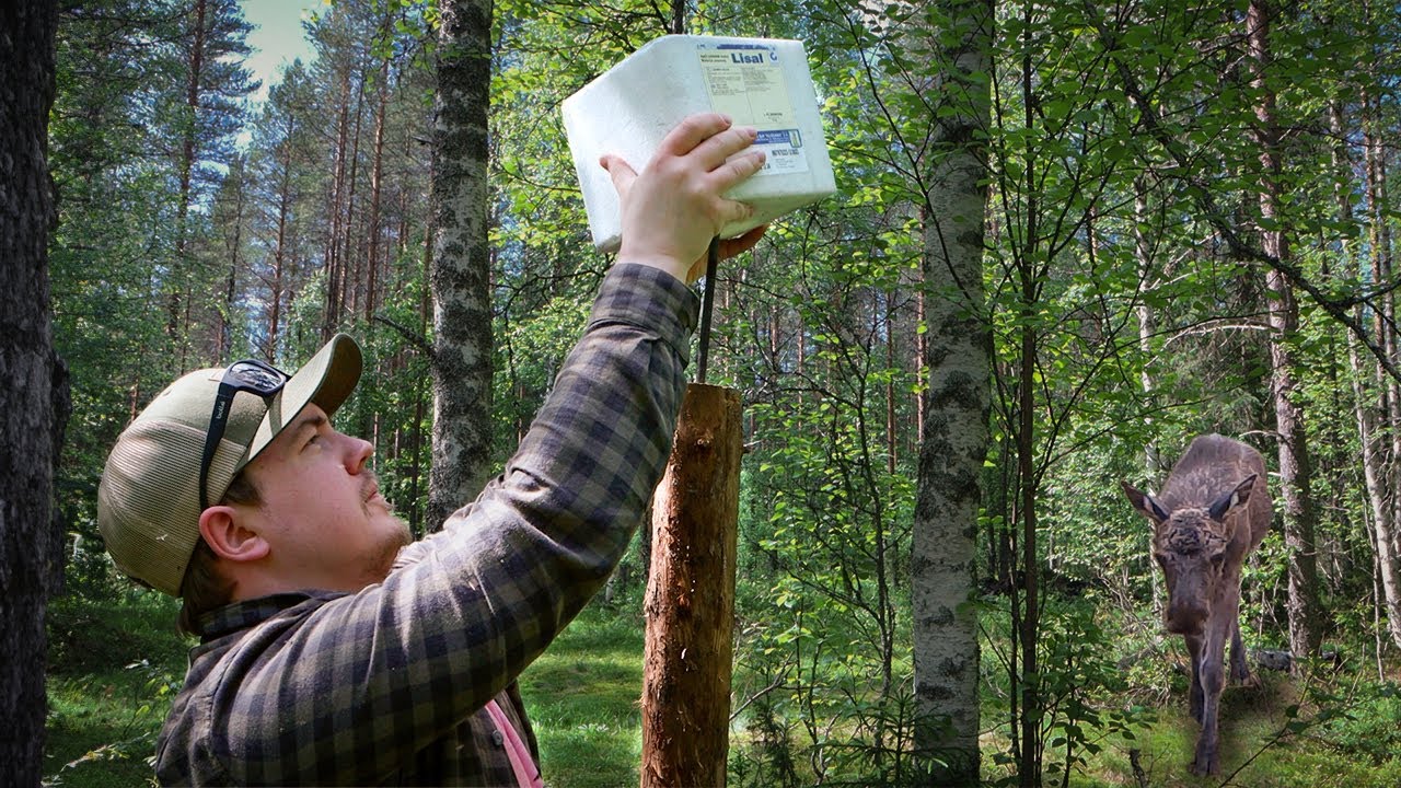 Setting Up a Salt Lick for Deer and Moose | Wildlife Footage, Rainy Day ...