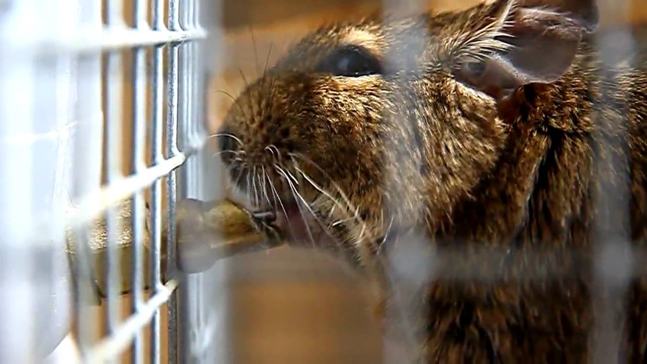 Extreme closeup of degus drinking water using Canon 500D EFS 15-85mm HD ...