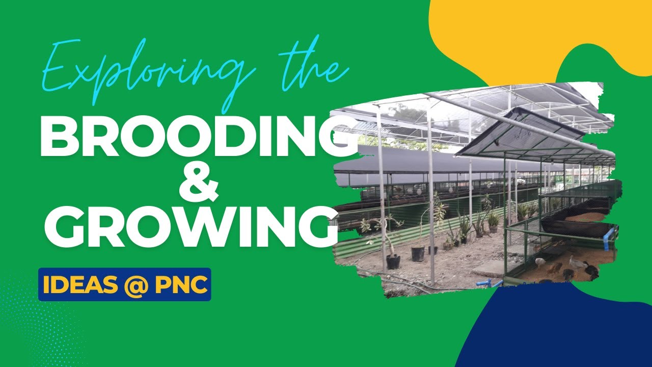 Housing and brooding ideas - YouTube