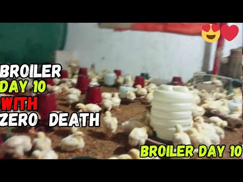 Broiler Day 10 Update 🐥♥️🐥 | 500 Broiler Farming At home 🏠 | broiler ...