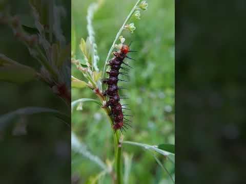 ulet bulu shows - YouTube