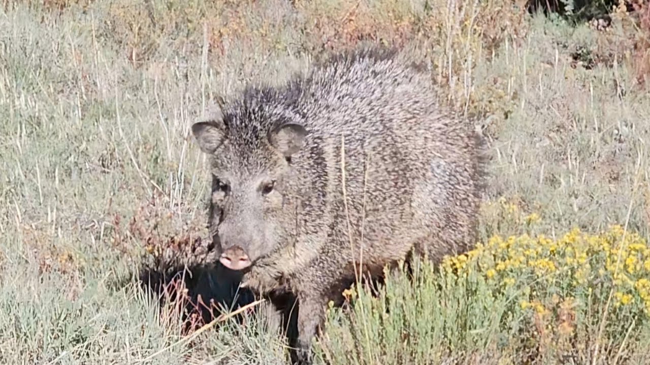 JAVELINA NORTHERN ARIZONA #arizona #wildlife #hunting #nature #javelina ...