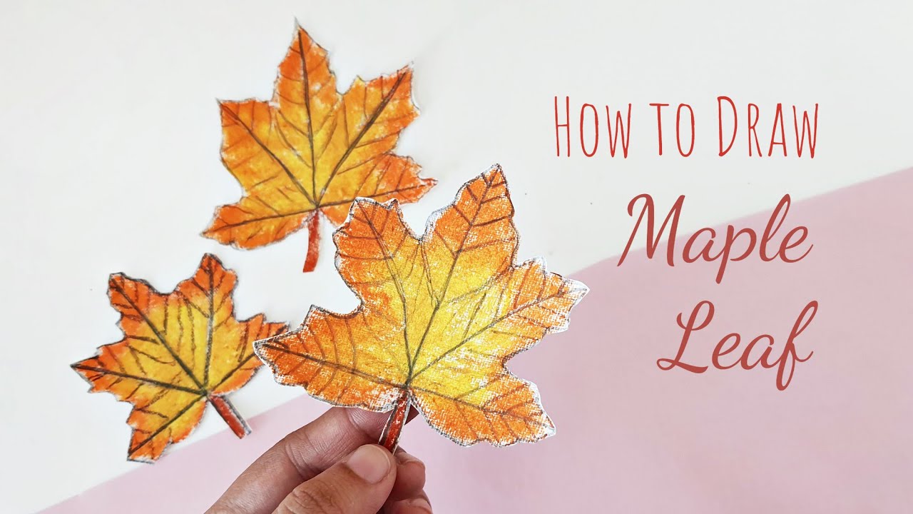 How to Draw Maple Leaf | Leaf Drawing - YouTube