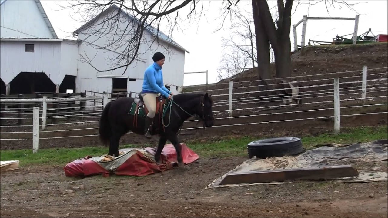 SOLD "Coal" Black 12.1 hand pony gelding 2009 Model - YouTube