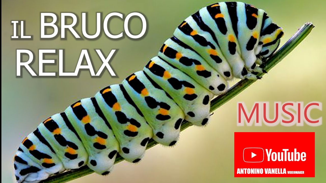 IL BRUCO RELAX - YouTube