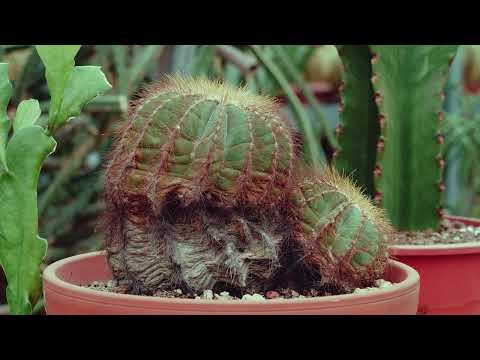 Warum ist mein Kaktus Krank? Pflegefehler bei Kakteen und anderen Sukkulenten