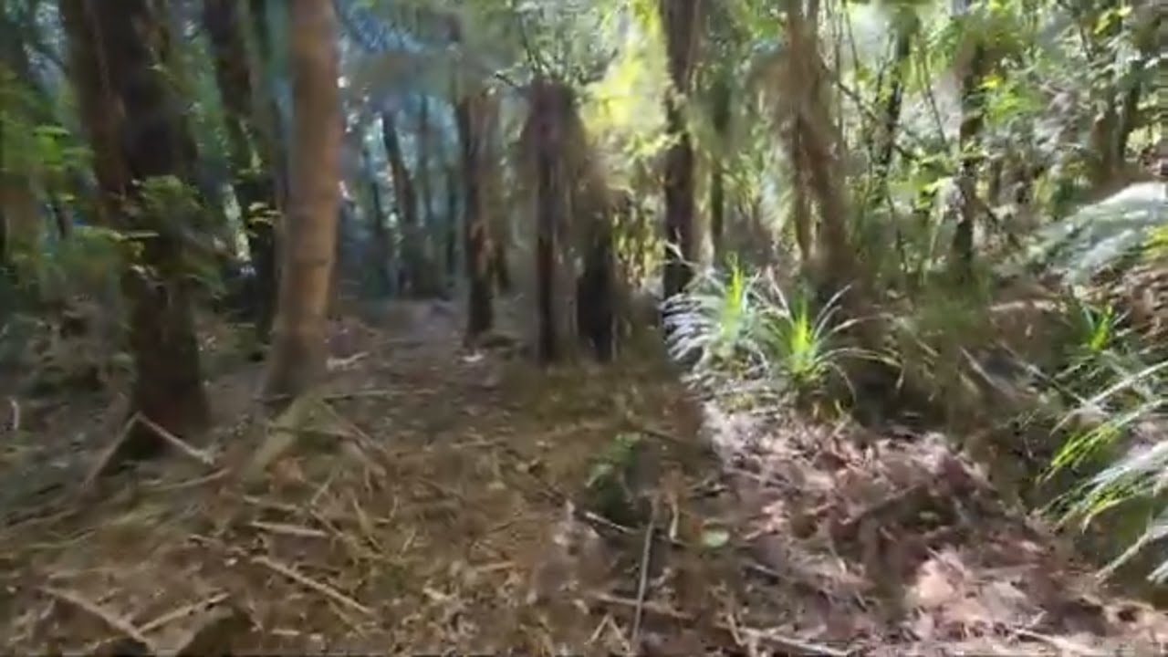 New Zealand Bush Walk: A Perfect Day In The Great Outdoors - YouTube