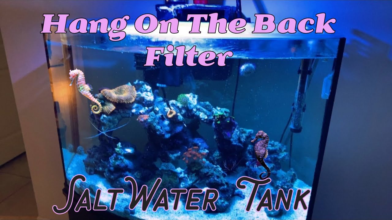 🤩 Reef tank w/ Hang on the back filter 😎 - YouTube