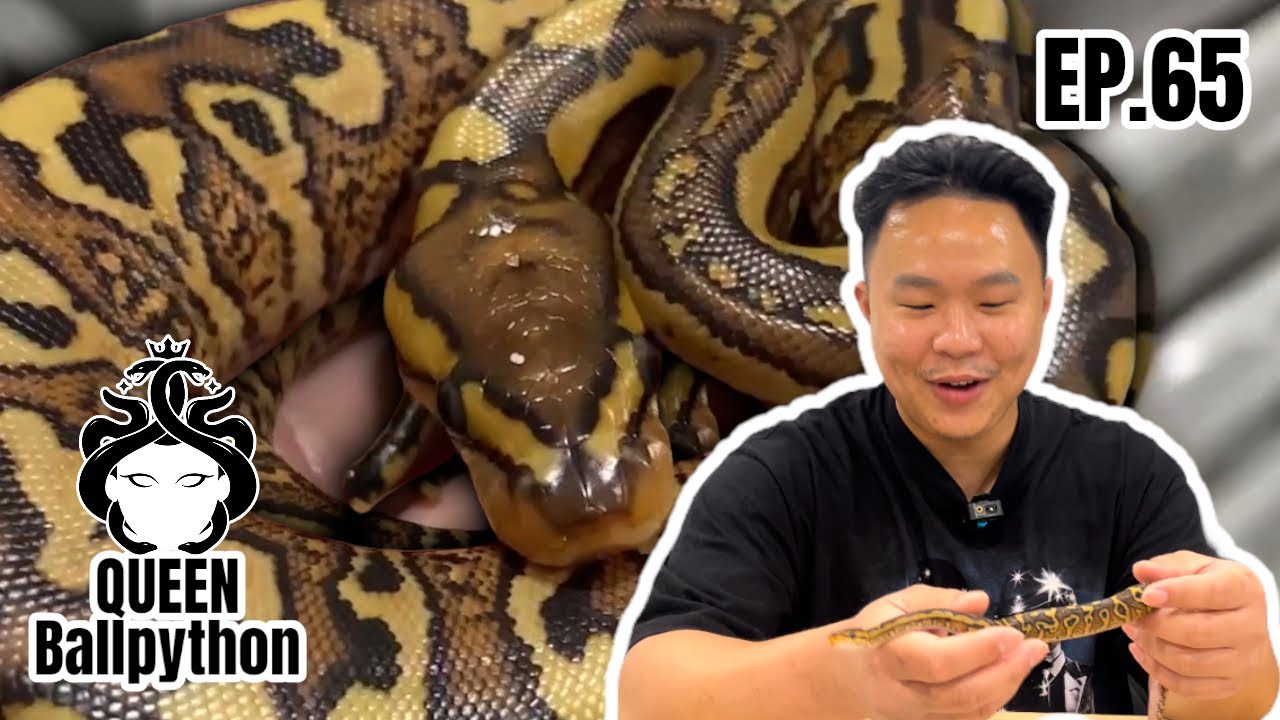 Room Tour by Dewdugdui EP.65 | Update 2022! QUEEN BALLPYTHON👸🏻 #dewdugdui #ballpython - YouTube